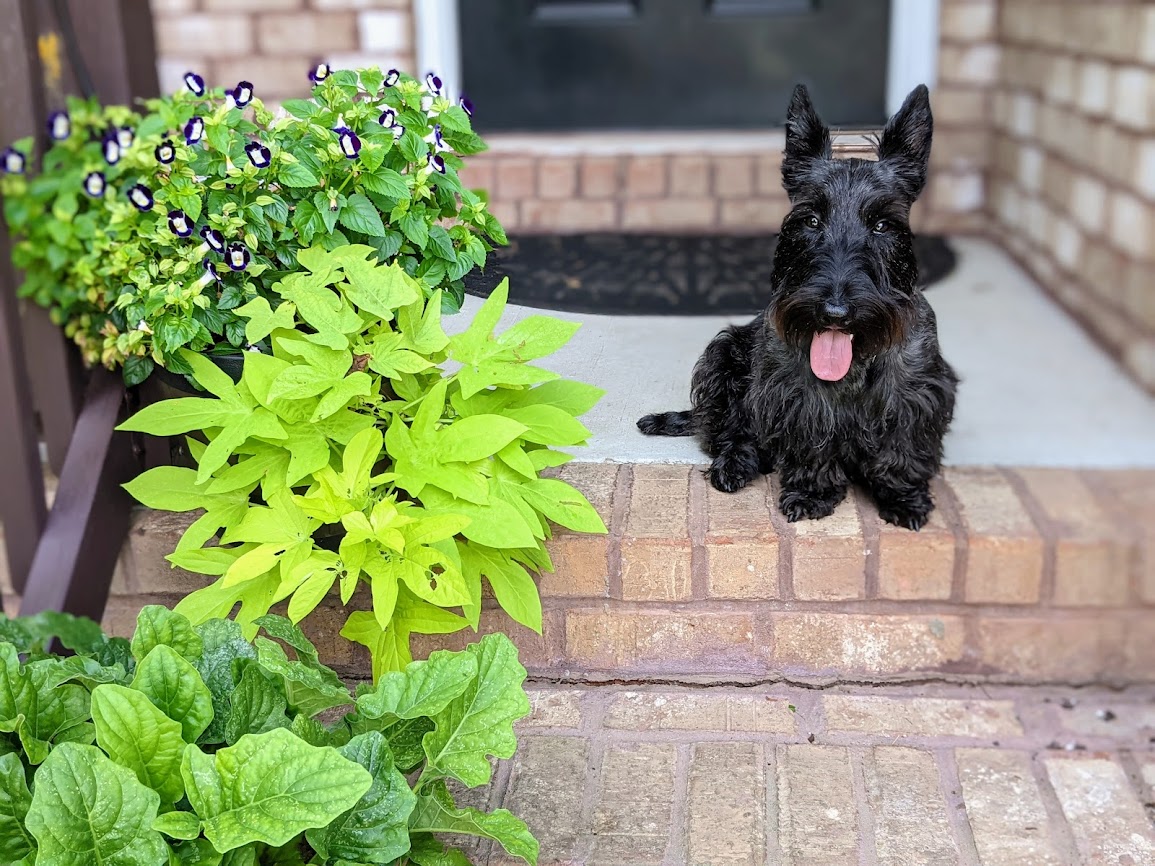 Sunnie Skye of Rocky H Farm – Dupplin Scotties